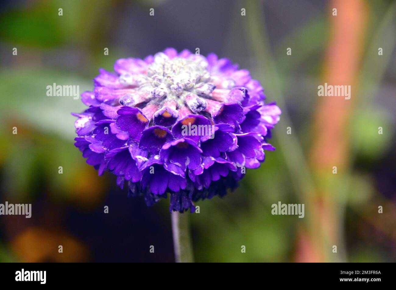 Single Blue/Violet Primula Capitata 'Noverna Deep Blue' (Himalayan ...