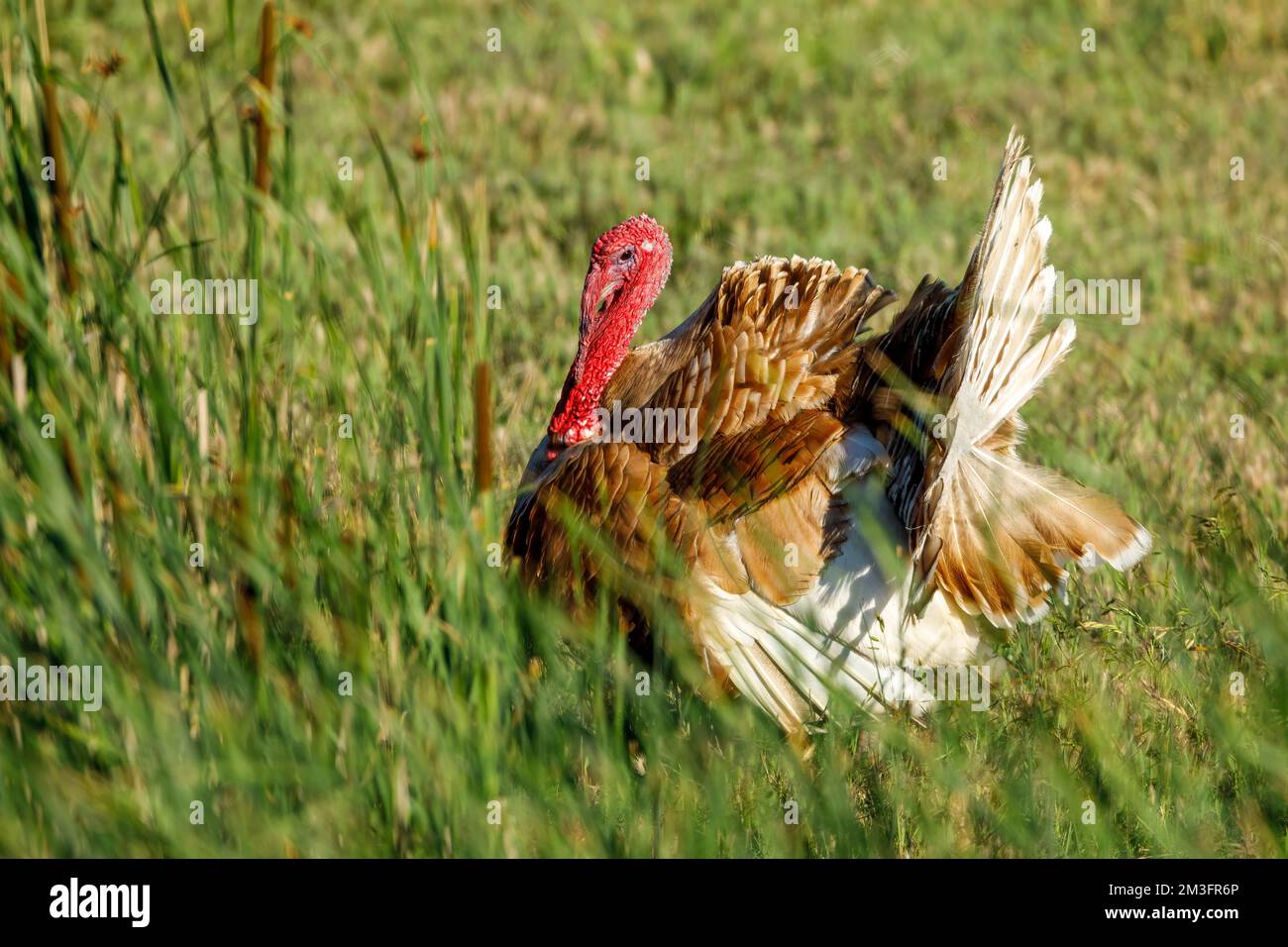 Birds of turkey hi-res stock photography and images - Alamy