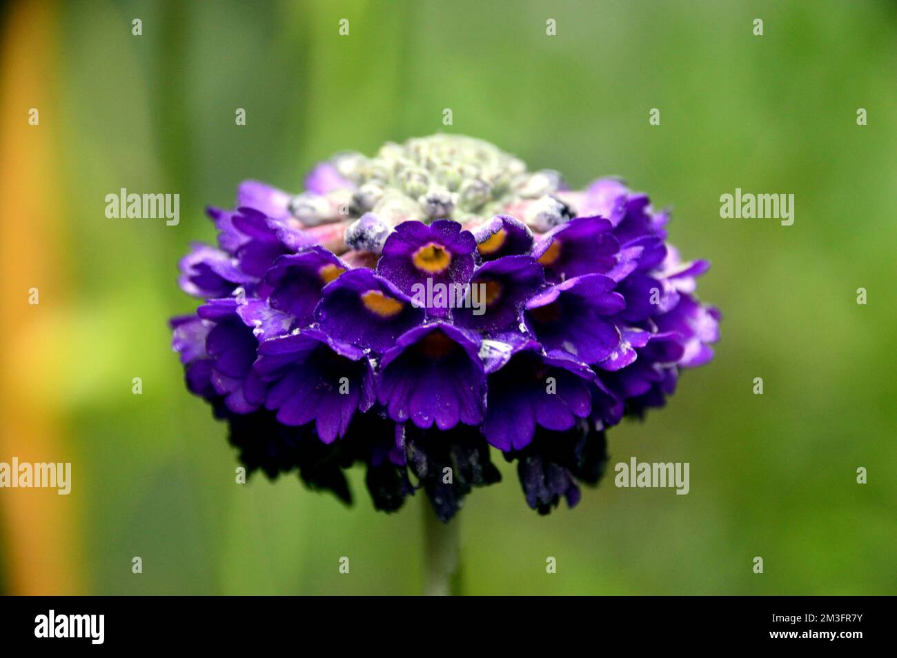 Noverna deep blue hi-res stock photography and images - Alamy