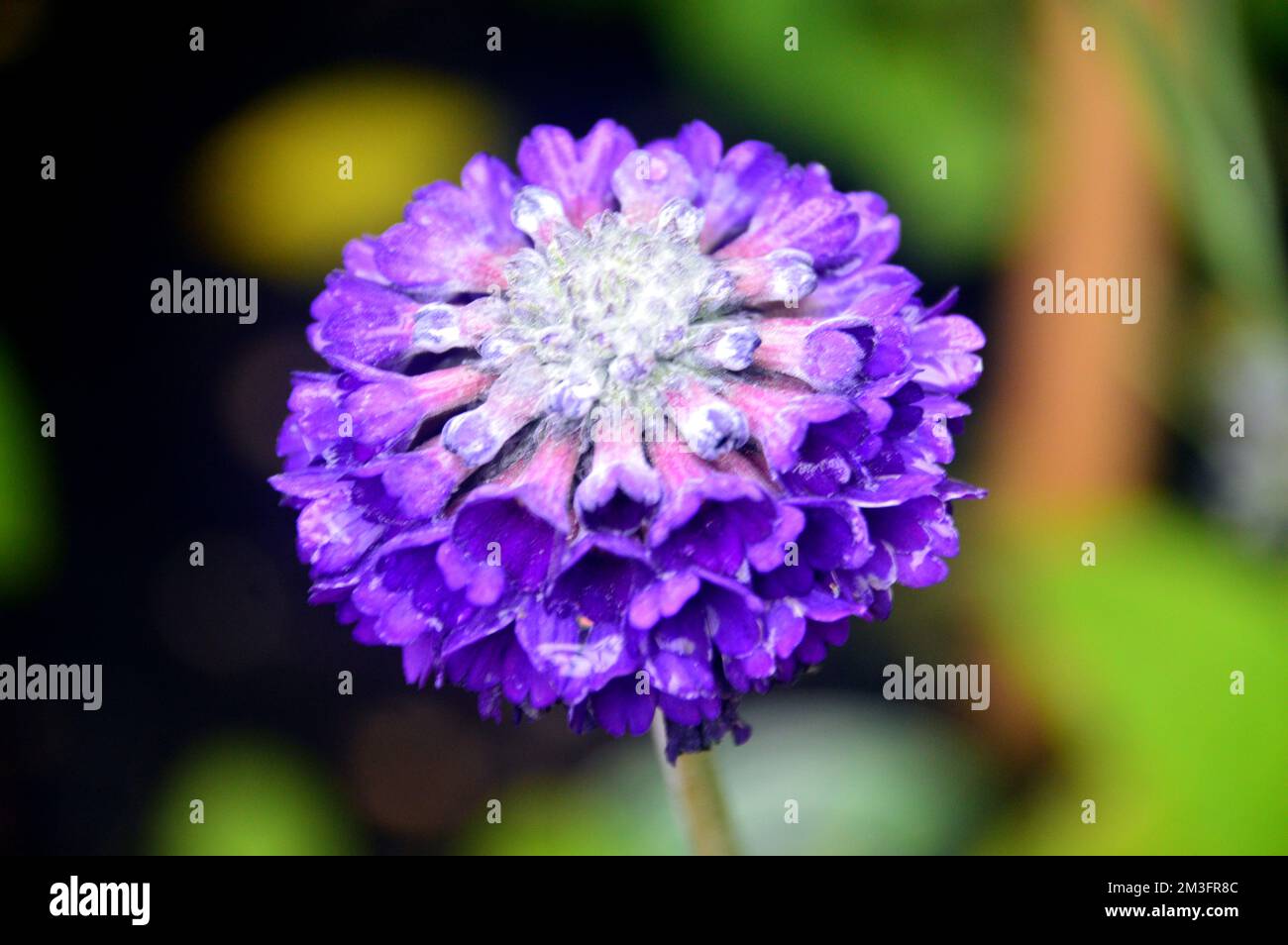 Single Blue/Violet Primula Capitata 'Noverna Deep Blue' (Himalayan ...