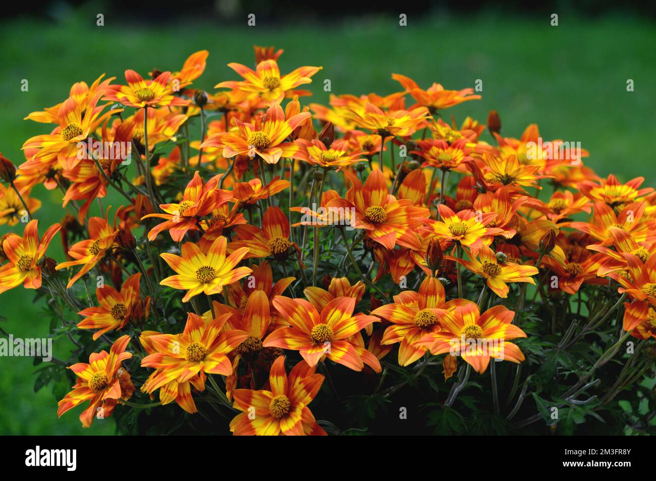 Star-shaped 'Taka Tuka' Yellow & Orange Star Flowers grown in a Border ...