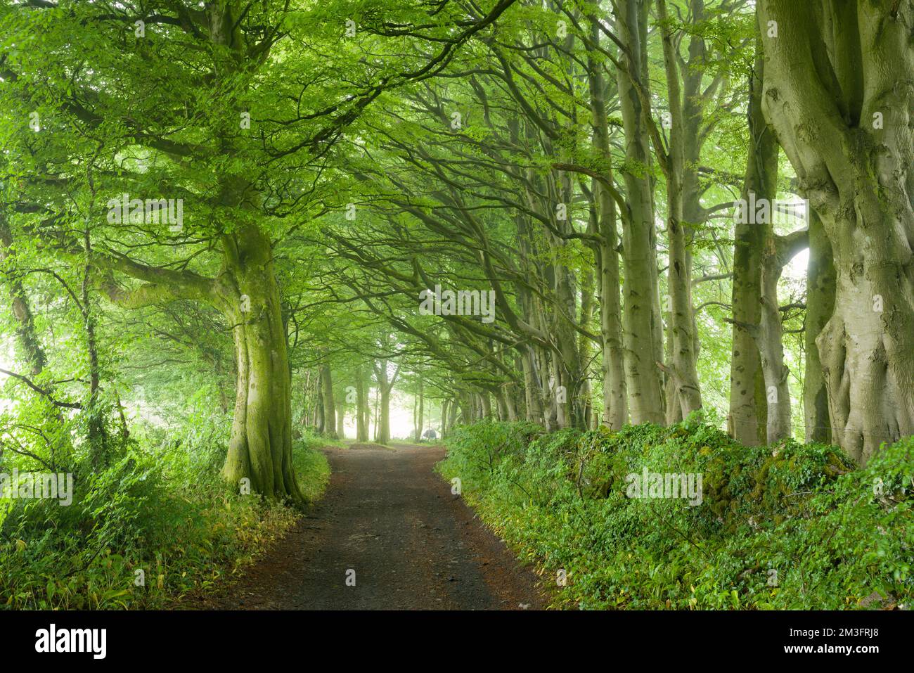 Pathway through beech trees in summer in the Mendip Hills National ...