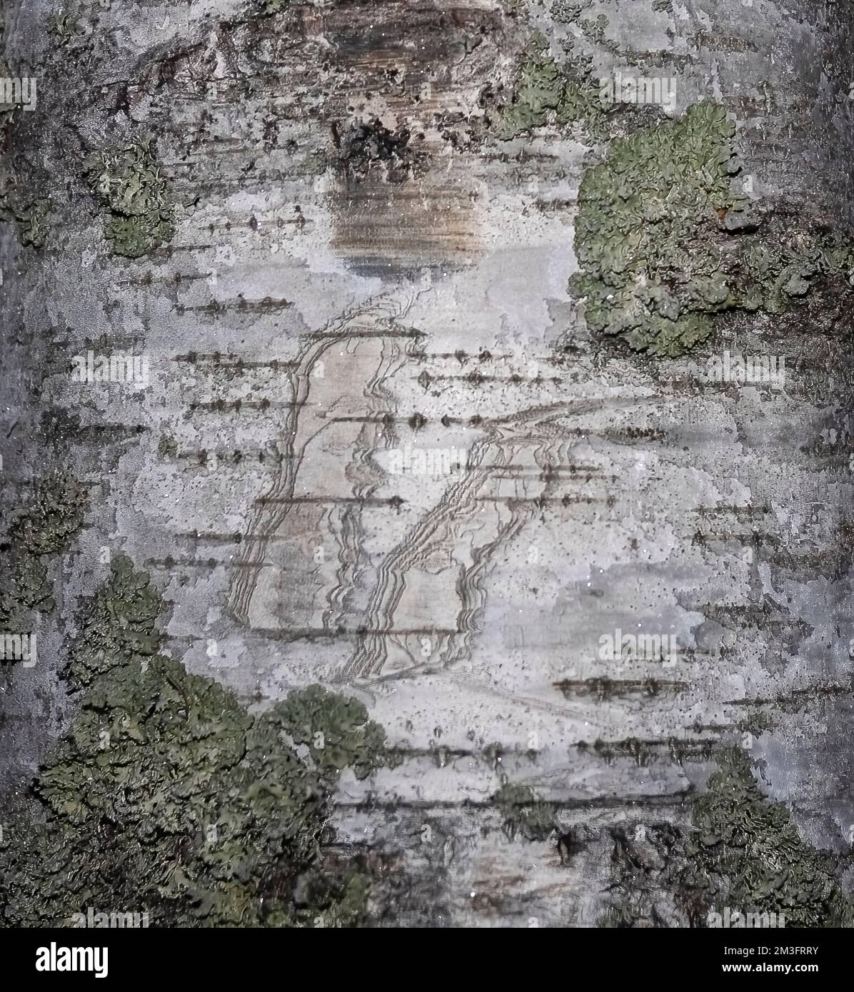 Patterns in nature can be found everywhere Stock Photo - Alamy