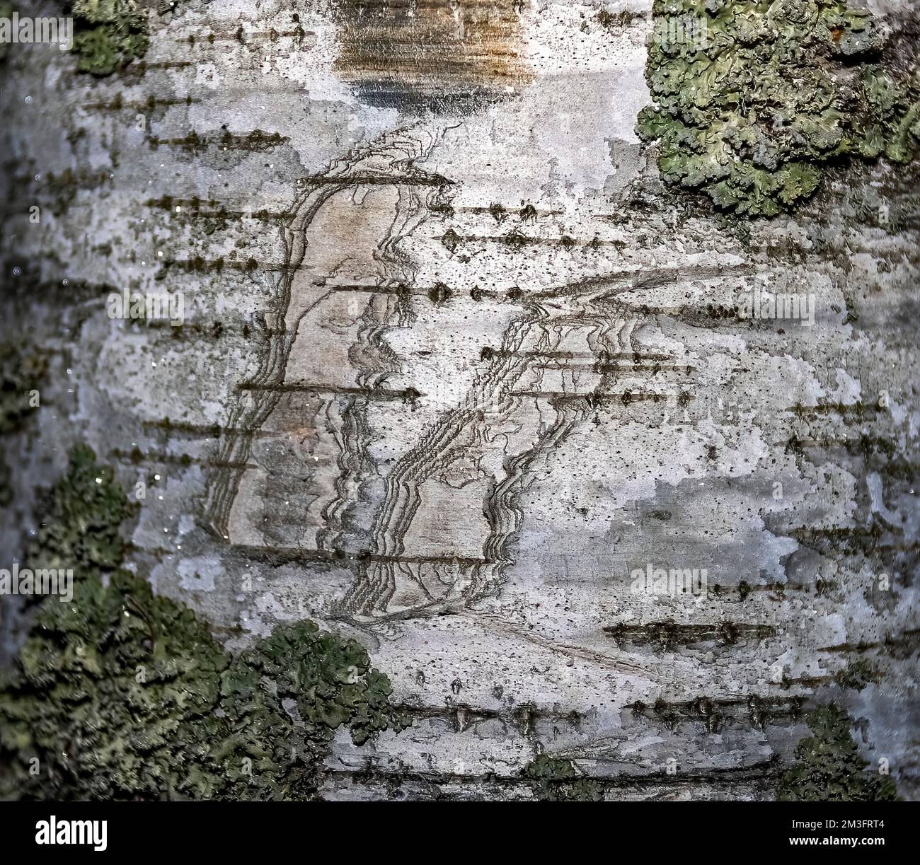 Patterns in nature can be found everywhere Stock Photo - Alamy