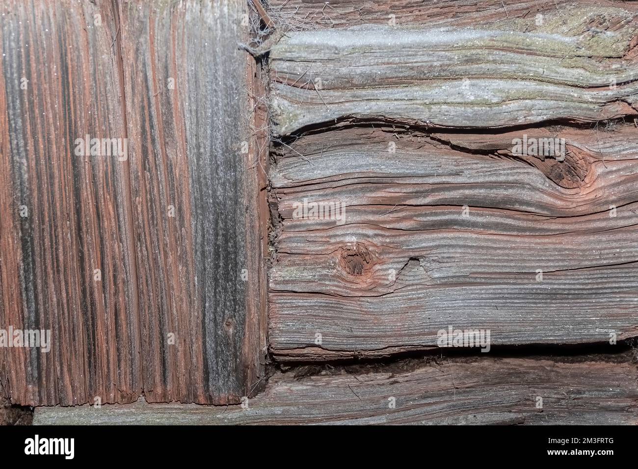 Patterns in nature can be found everywhere Stock Photo - Alamy