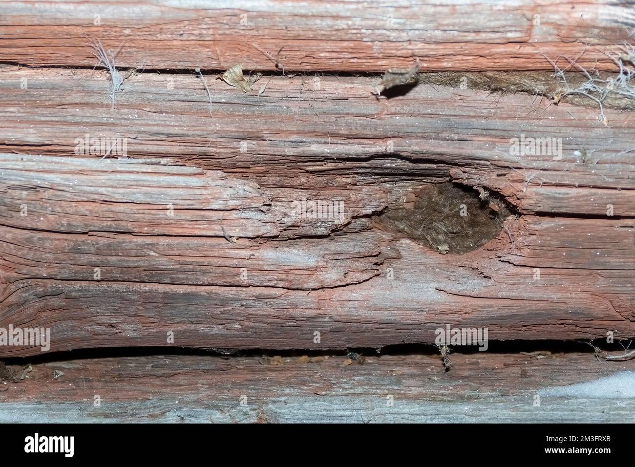 Patterns in nature can be found everywhere Stock Photo - Alamy