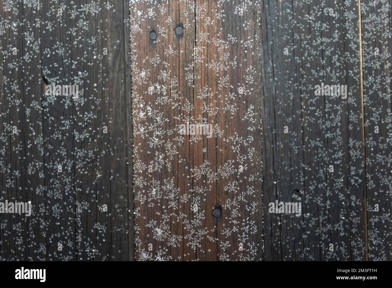 Patterns in nature can be found everywhere Stock Photo - Alamy
