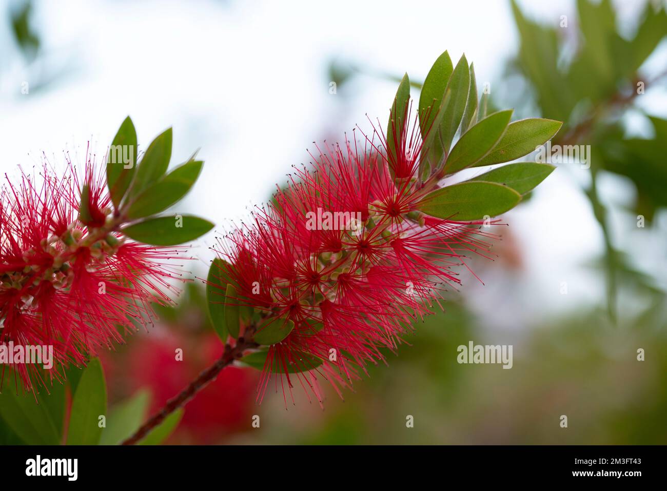 Calistemon citrinus hi-res stock photography and images - Alamy