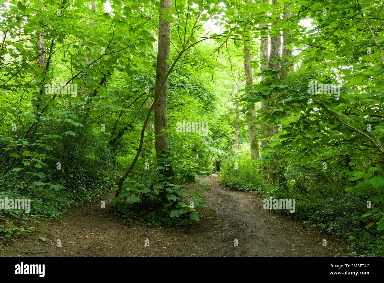 A footpath through woodland on Ivythorn Hill in the Polden Hills ...