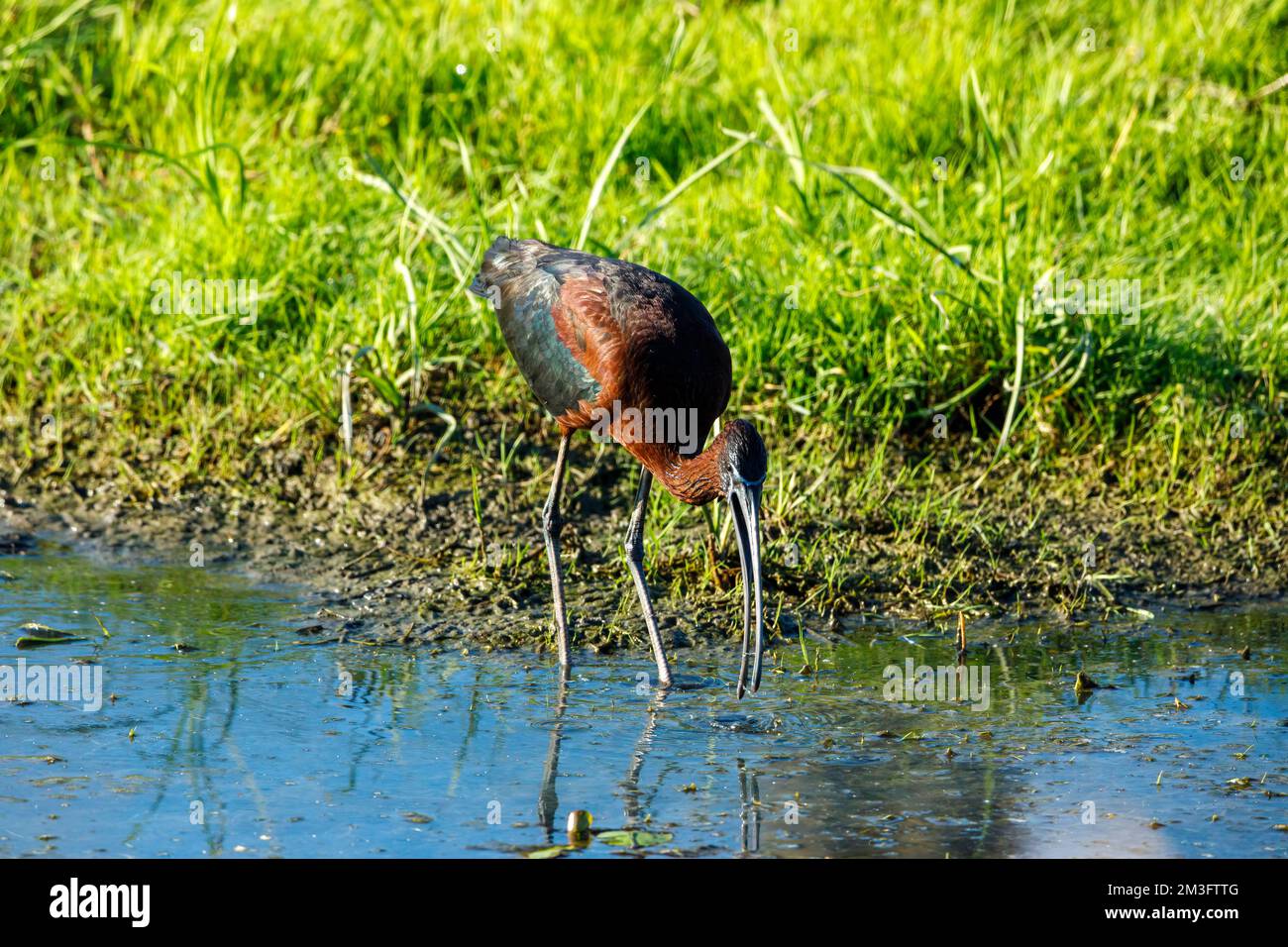 A black Ibis in the swamps of the Danube Delta Stock Photo - Alamy