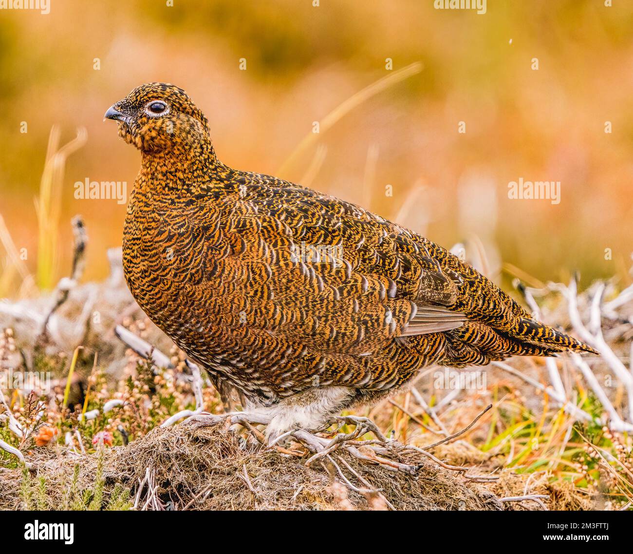 Famous grouse whisky hi-res stock photography and images - Alamy