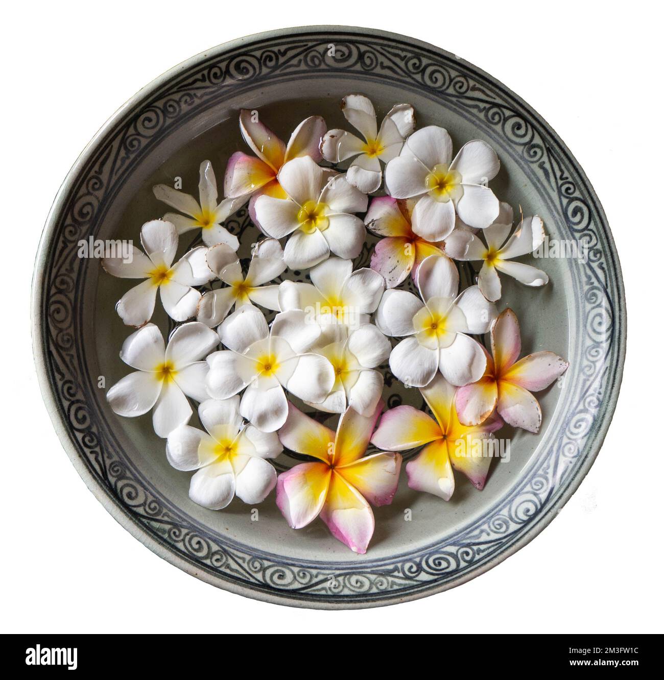 Flowers in a cup of water Stock Photo - Alamy