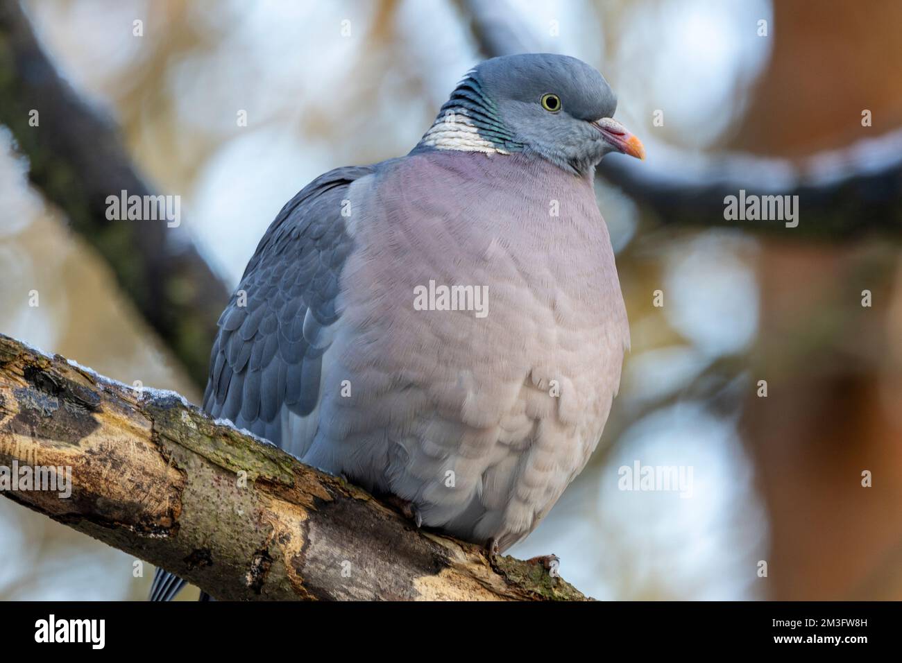 Largest of the British dove family, the Wood Pigeon is equally at home ...
