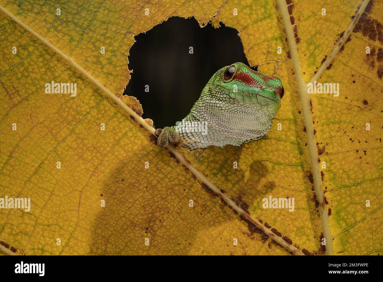 Spotted day gecko hi-res stock photography and images - Alamy