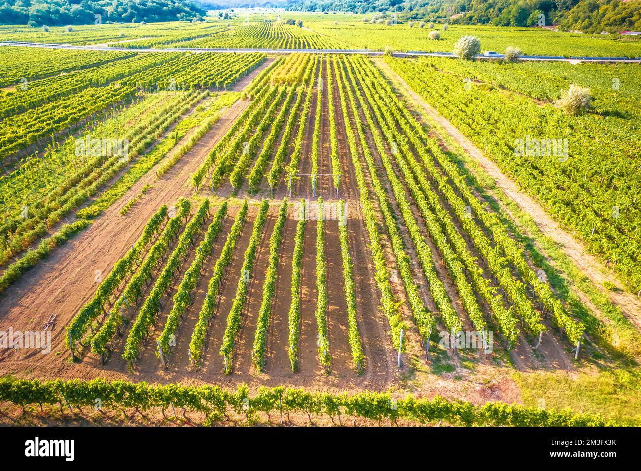 Vrbnik vineyards green landscape aerial view, famous Vrbnicka Zlahtina ...