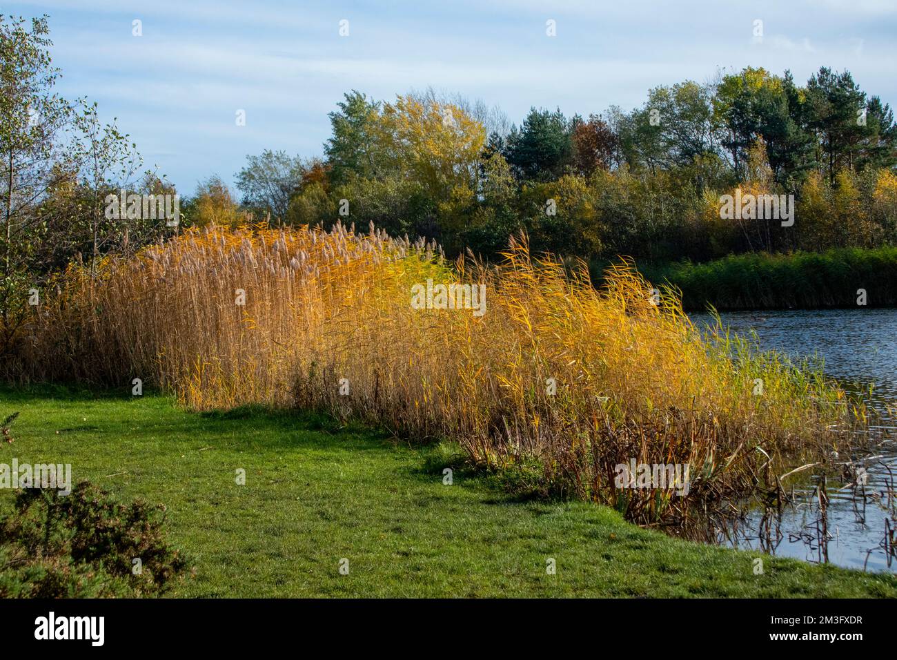 Golden colour reeds hi-res stock photography and images - Alamy