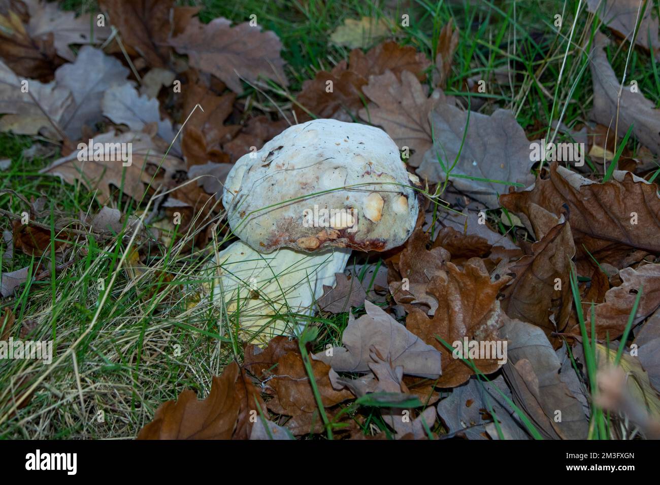 Large fungi in woods in late autumn Stock Photo - Alamy