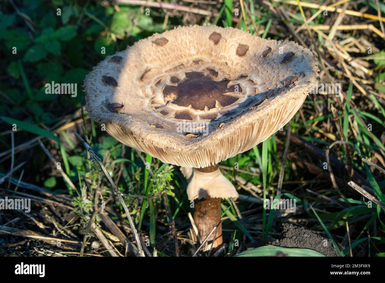Large fungi hi-res stock photography and images - Alamy