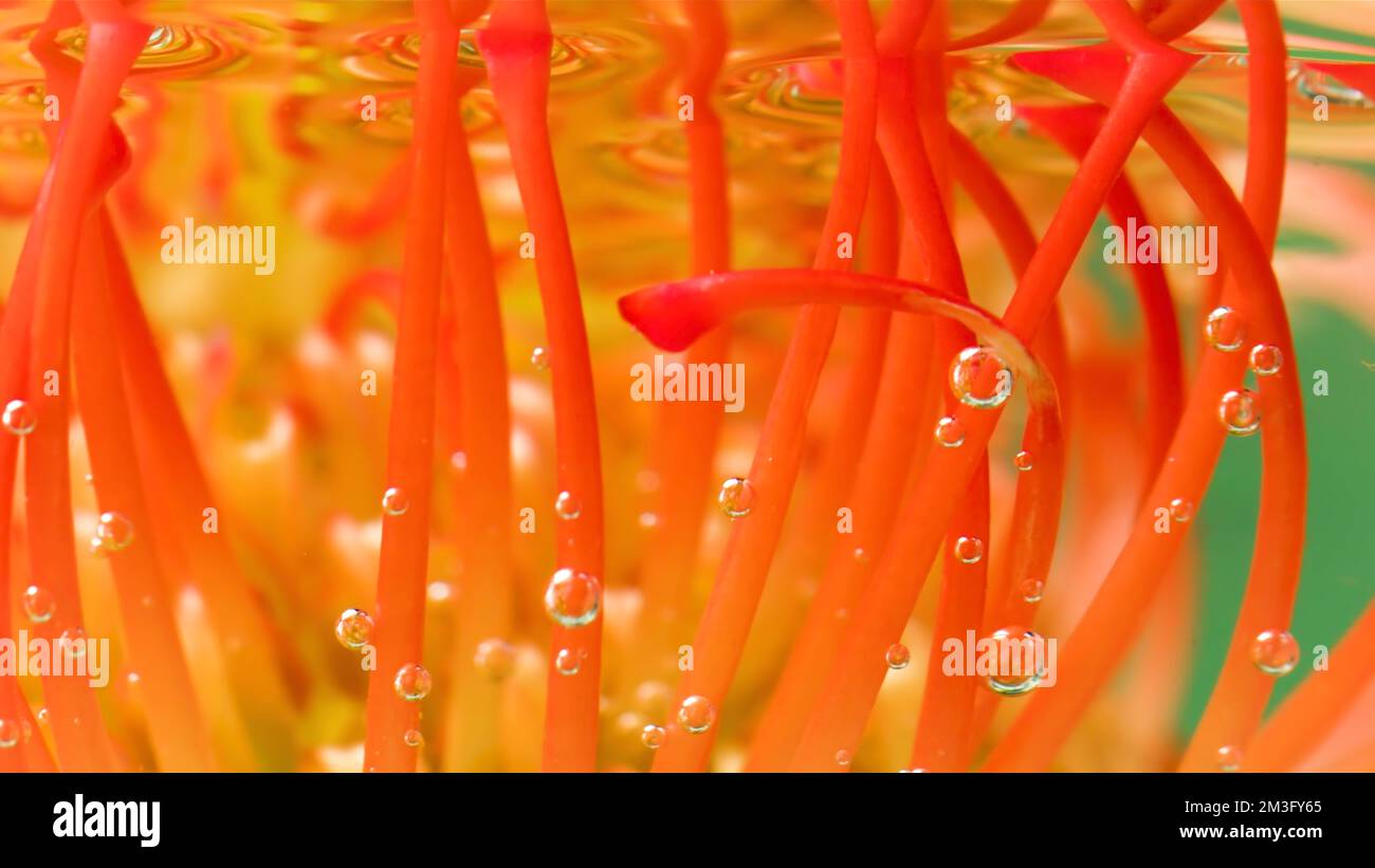 Close up of unusual bright orange flower bud in transparent calm water ...