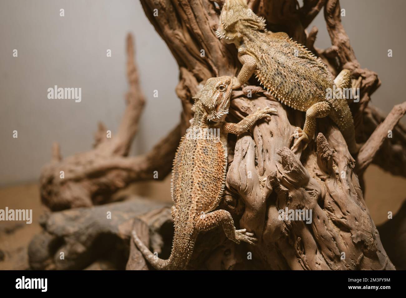 What is a bearded dragons habitat hi-res stock photography and images ...