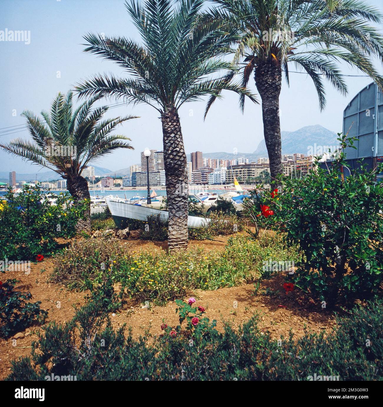 Palmen am Hafen von Benidorm an der Costa Blanca, Spanien 1988. Palm ...