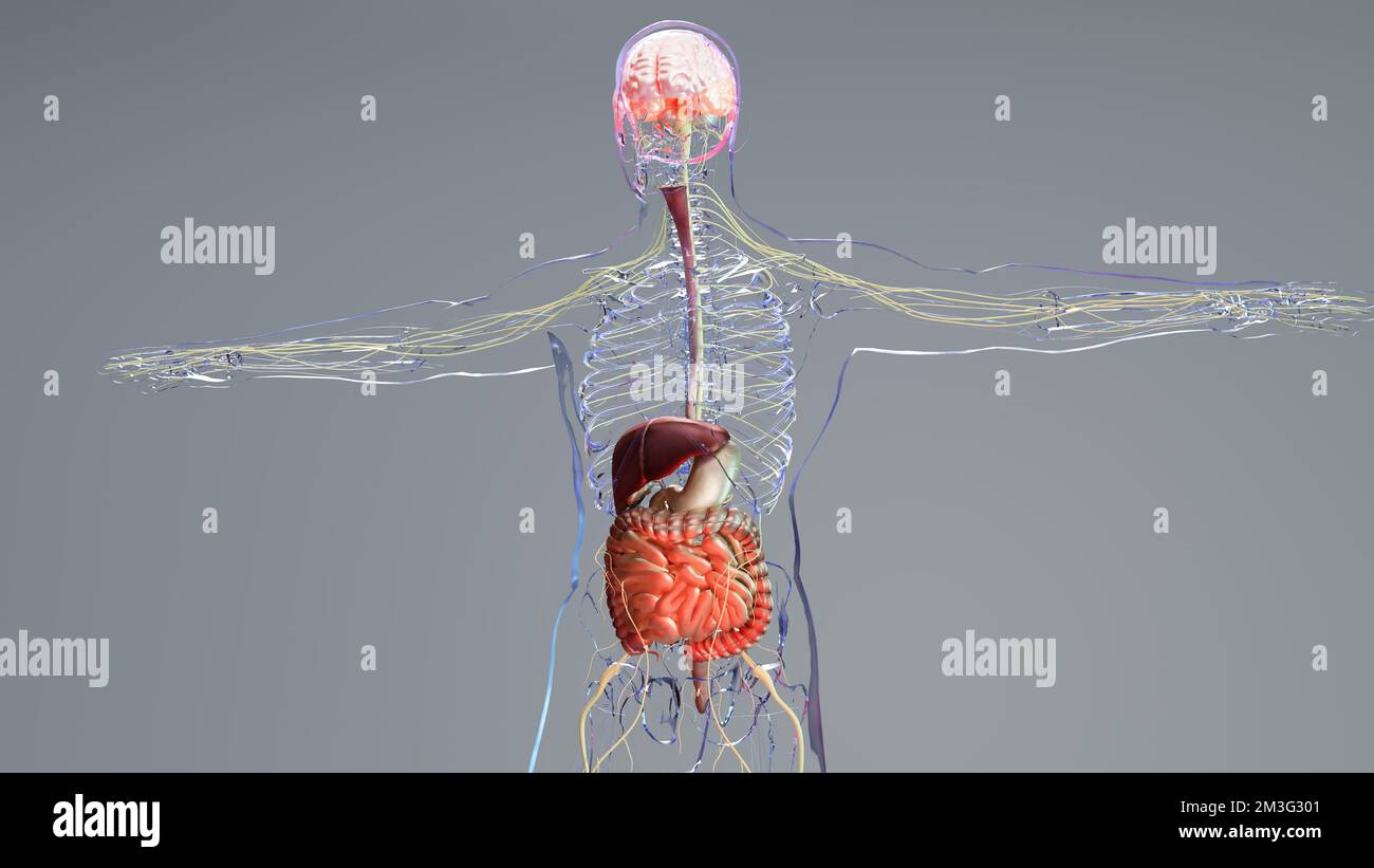 Irritable Bowel Syndrome (IBS), Gastritis, peptic ulcer, pancreatitis ...