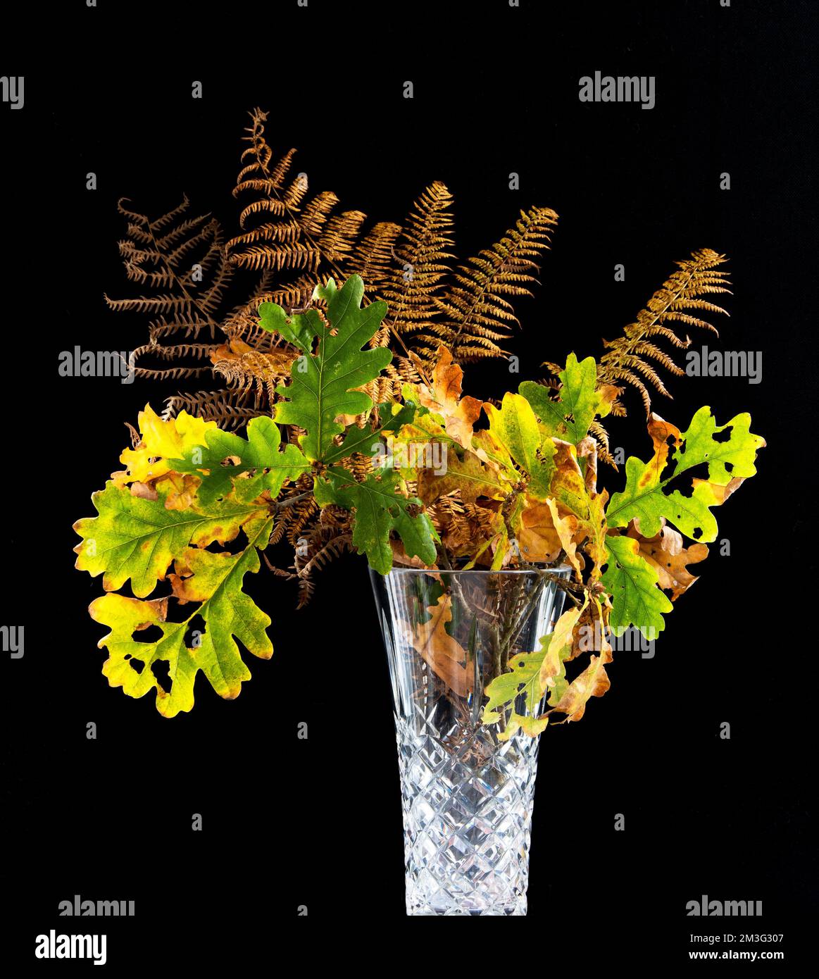 Autumn leaves on a black background Stock Photo - Alamy