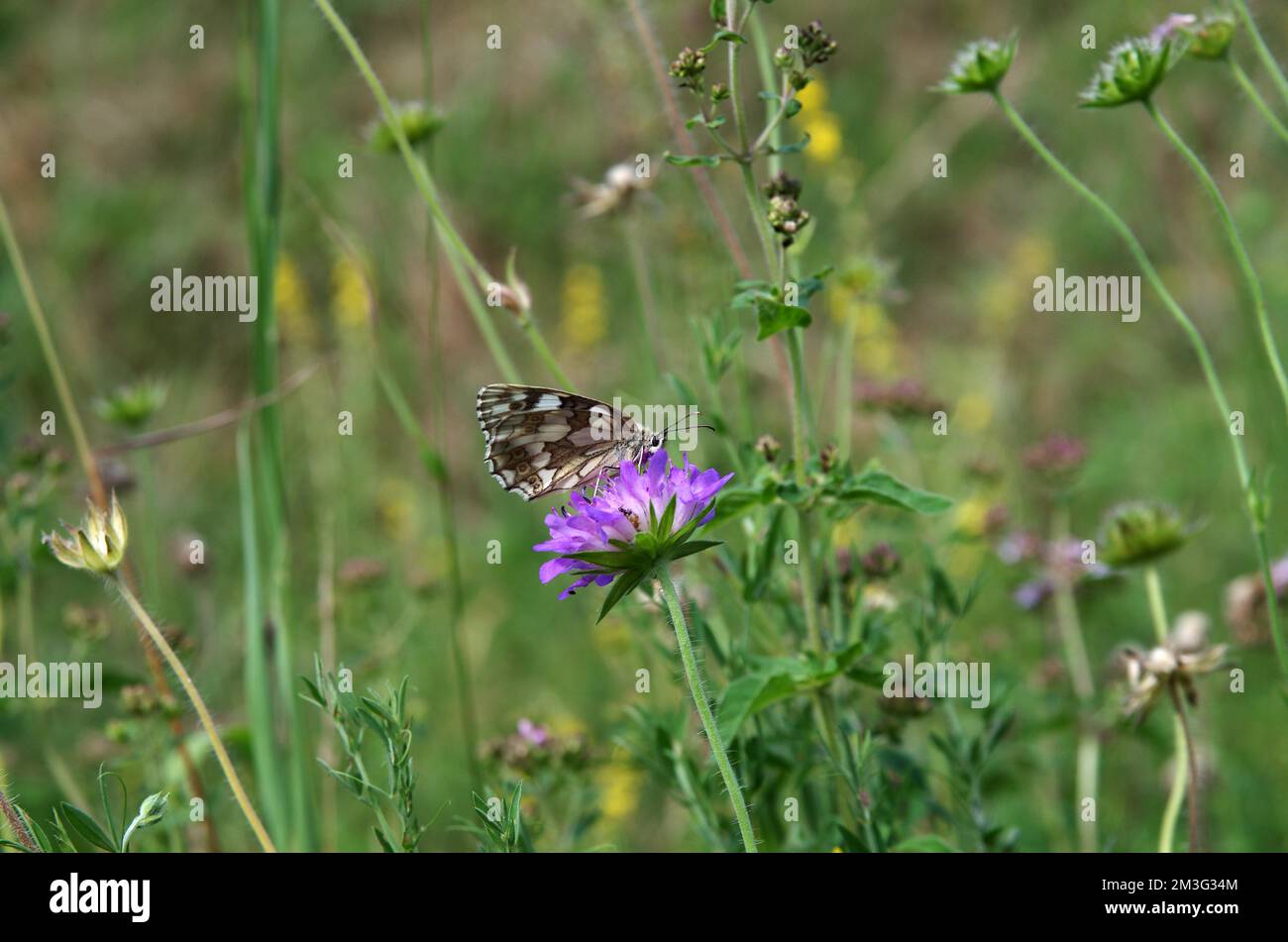 Landscape, checkerboard butterfly (Melanargia galathea), meadow ...