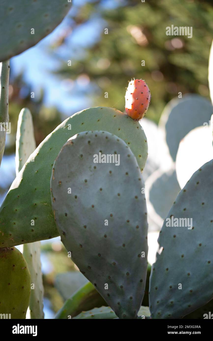 Prickly pear cactus close up with fruit in red color, cactus spines ...