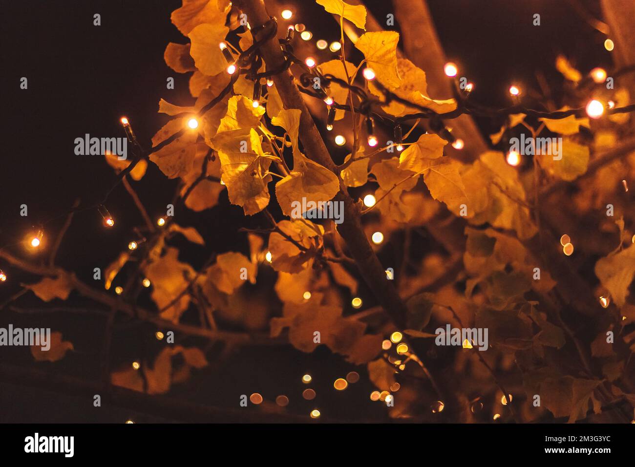 Christmas lights wrapped around tree hi-res stock photography and ...