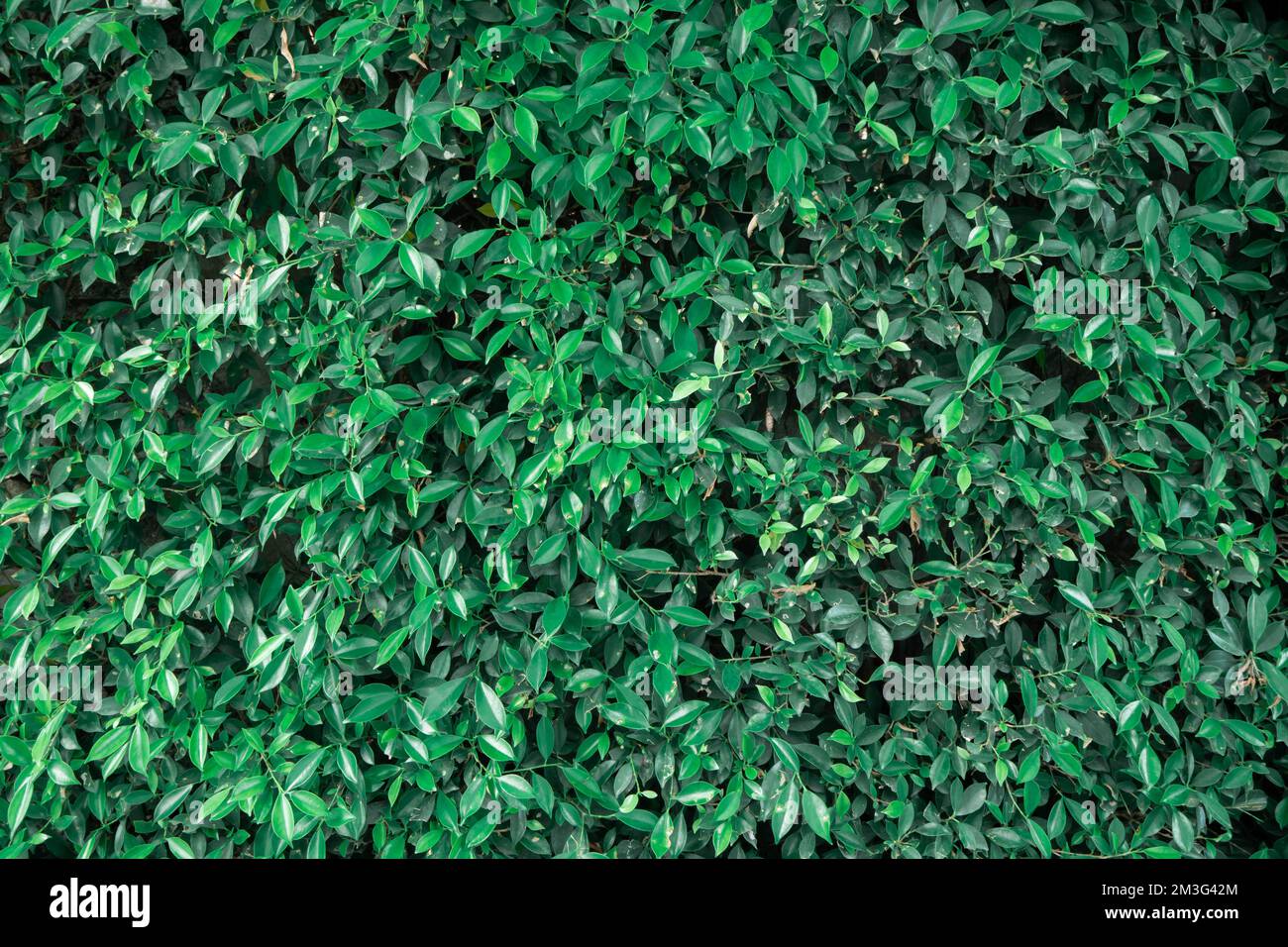 Small green leaves background image Stock Photo - Alamy
