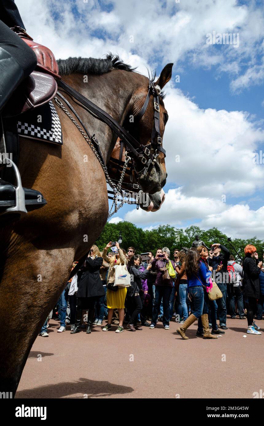 Police horse watching over crowds building for Trooping the Colour on ...