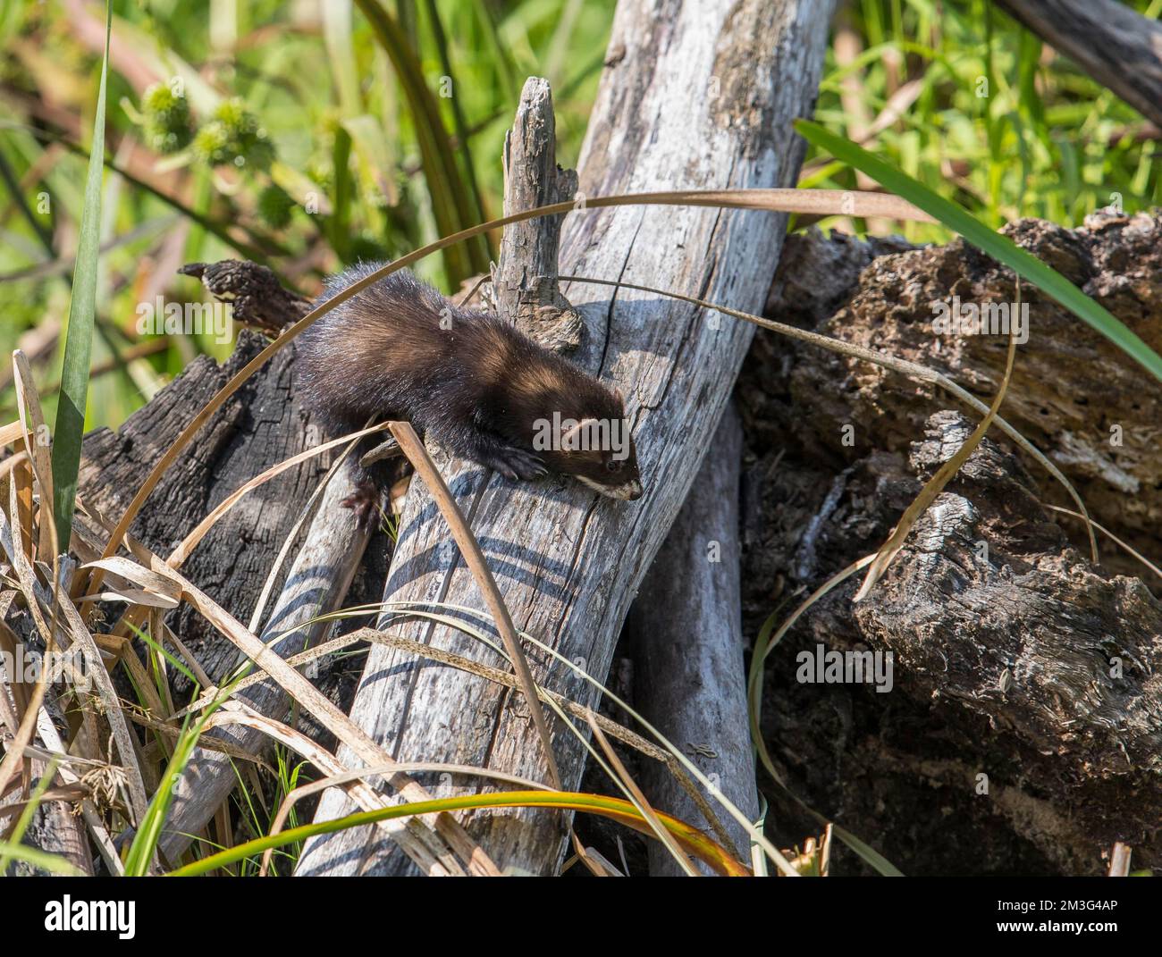 European polecat (Mustela putorius), wood tiger, Chiemsee, Bavaria ...