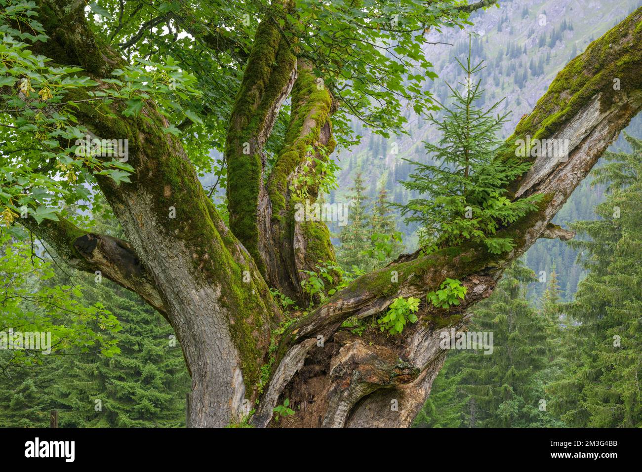 Old maple tree hi-res stock photography and images - Alamy