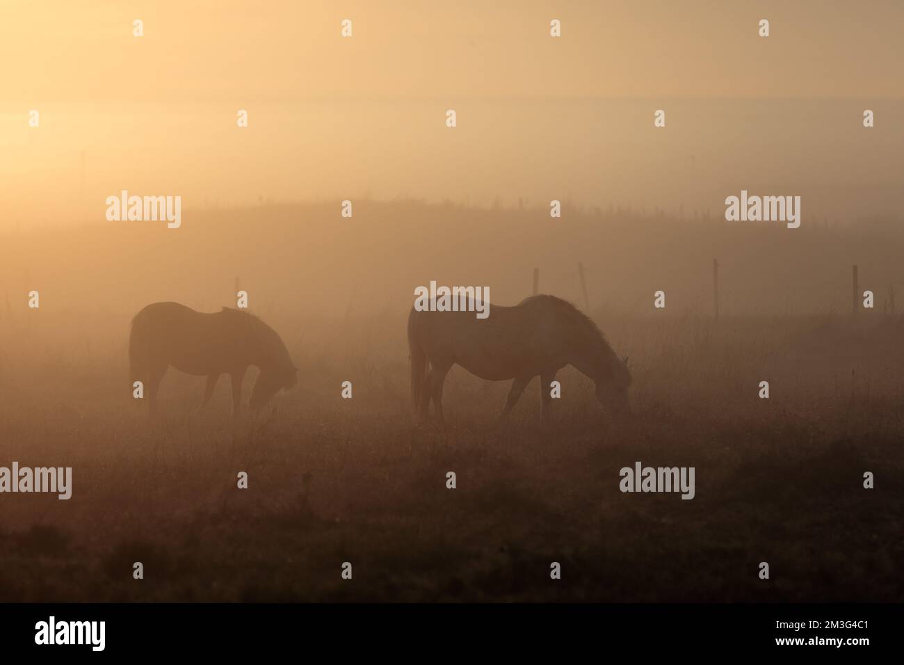 A scenic view of two horses grazing grass on a field at sunset in foggy ...