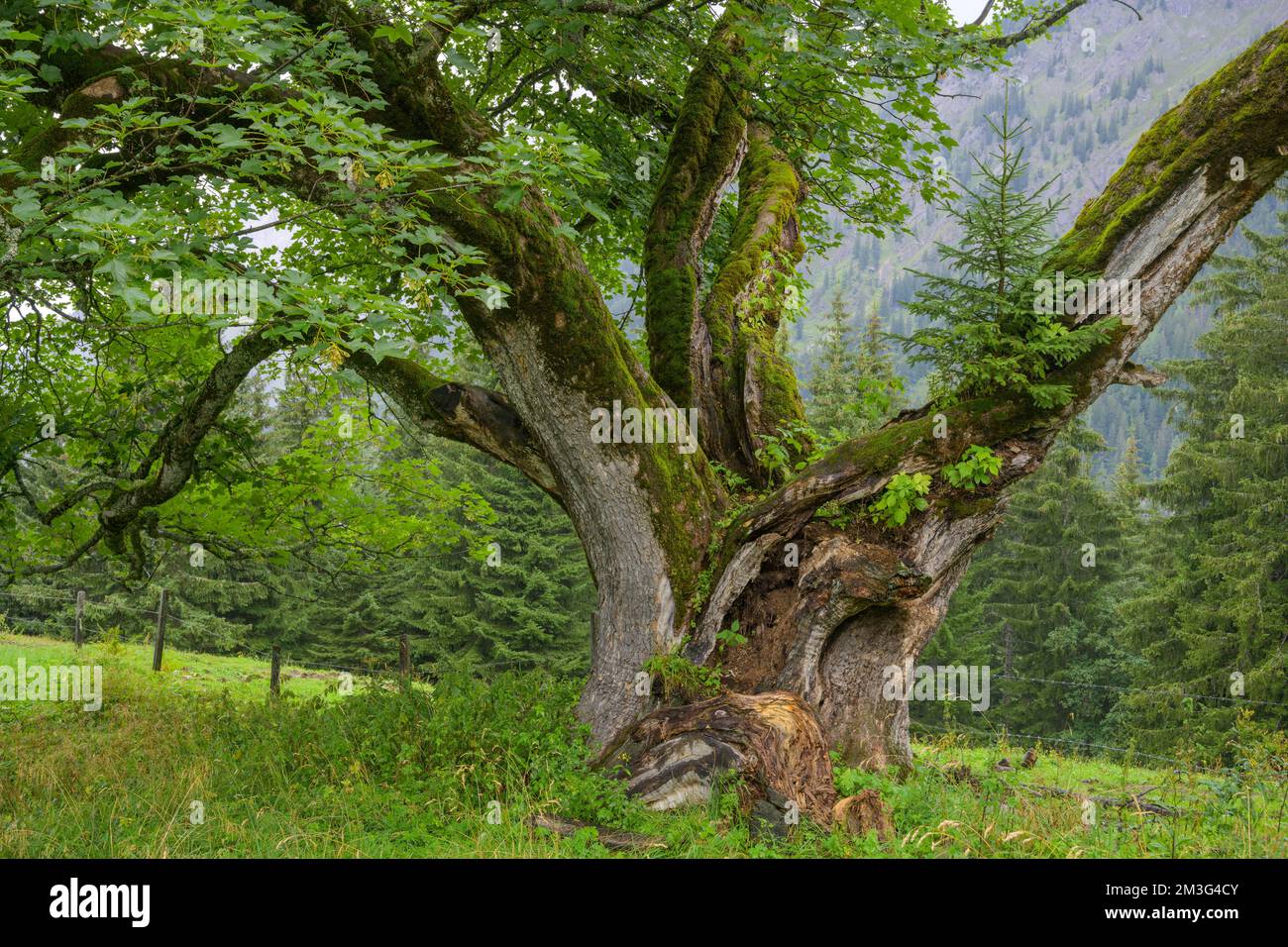 Old maple tree hi-res stock photography and images - Alamy