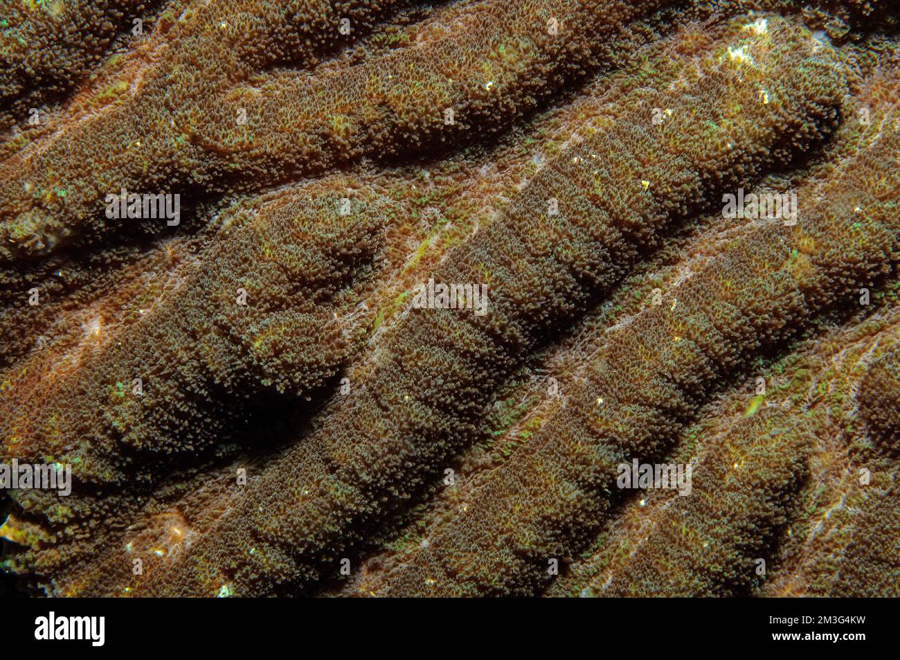 Extreme close-up of polyps of brain coral (Diploria strigosa), Pacific ...