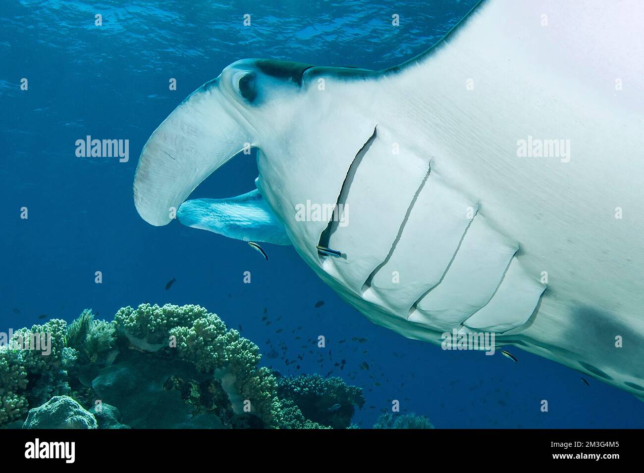 Pelagic manta ray (Manta birostris) hovers at cleaning station in over ...