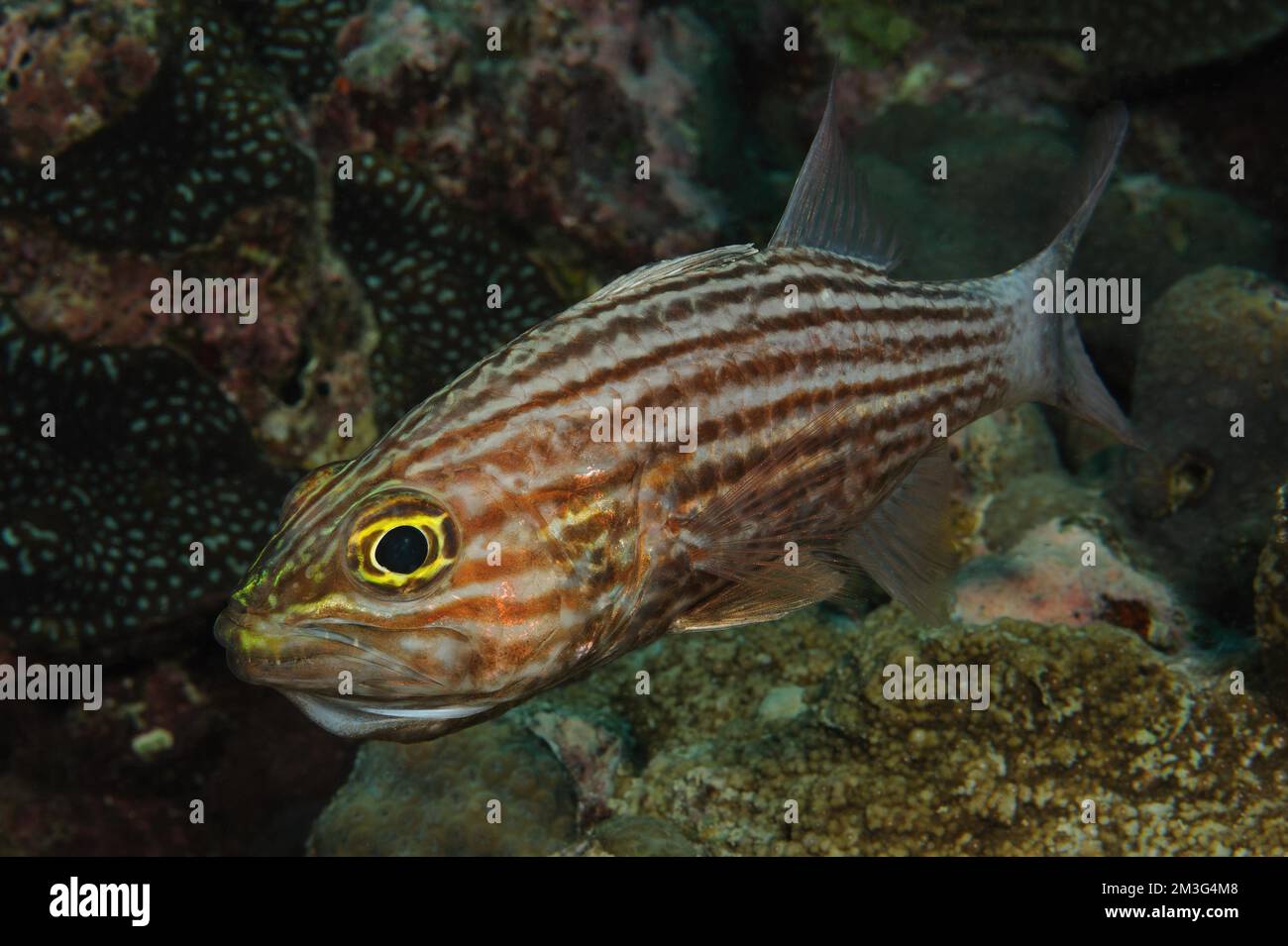 Largetoothed cardinalfish (Cheilodipterus macrodon), Tiger cardinalfish ...