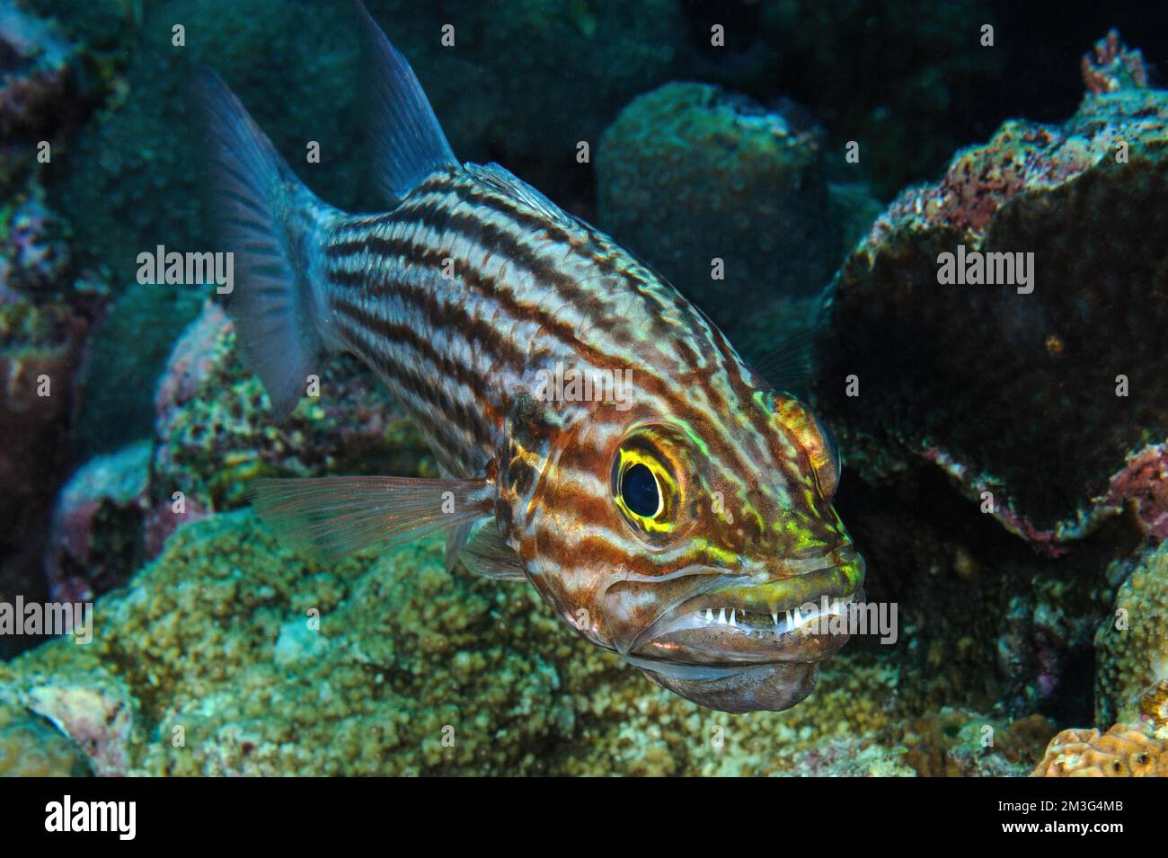 Largetoothed cardinalfish (Cheilodipterus macrodon), Tiger cardinalfish ...