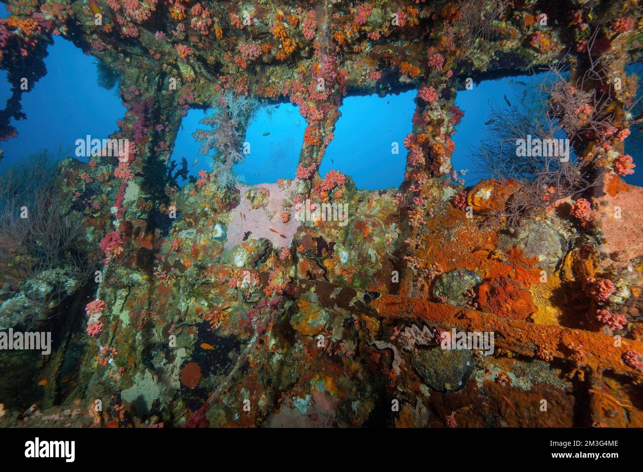 Corals stony coral (Scleractinia) (Dendronephthya) grow on shipwreck as ...