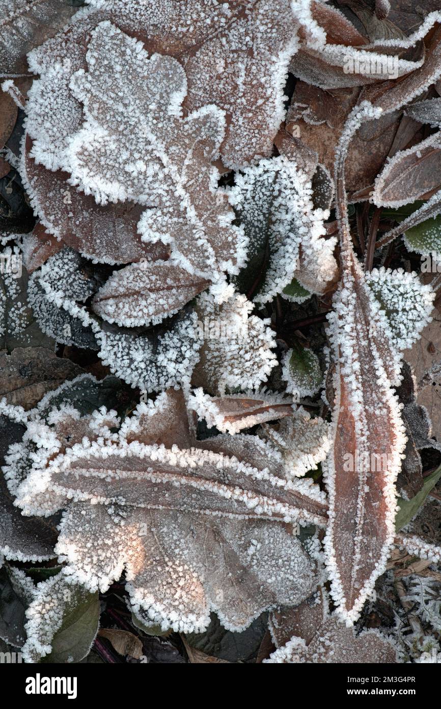 Falling leaves in hoarfrost, Emsland, Lower Saxony, Germany Stock Photo ...