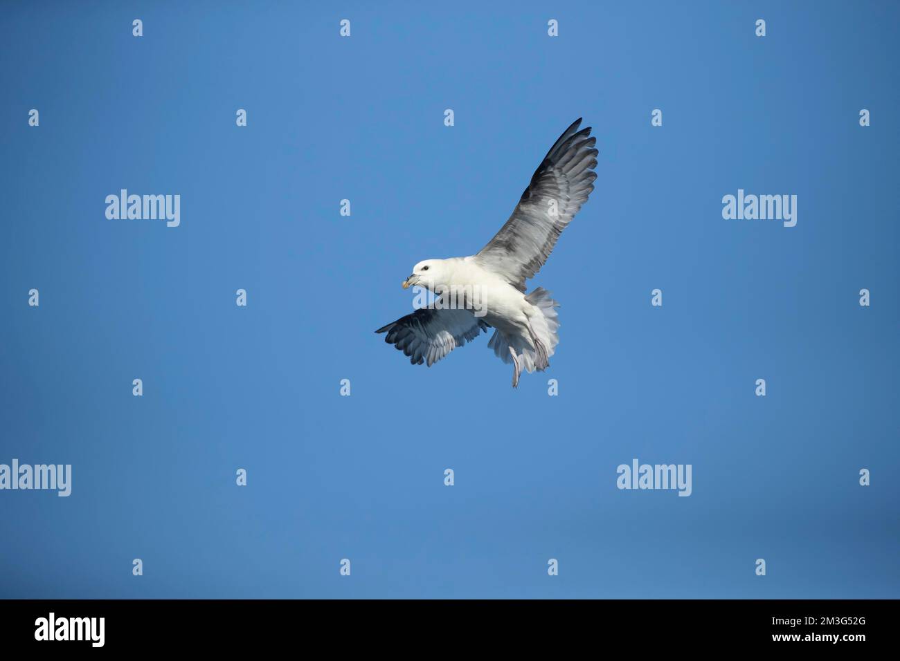 Northern fulmar (Fulmarus glacialis) adult bird in flight, Yorkshire ...