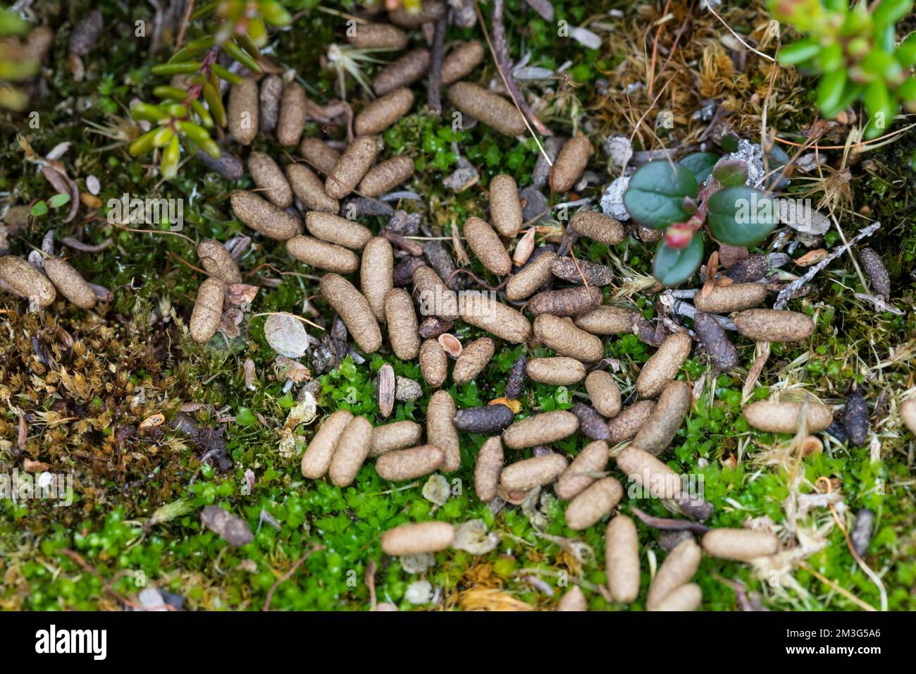 Lemming hi-res stock photography and images - Alamy