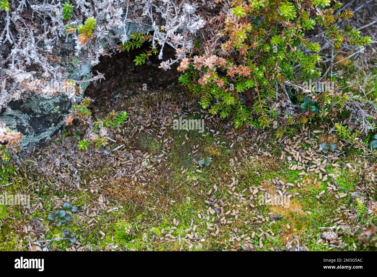 Berglemming, Berg-Lemming, Lemming, Losung, Kot, Kotpillen, Lemmus ...