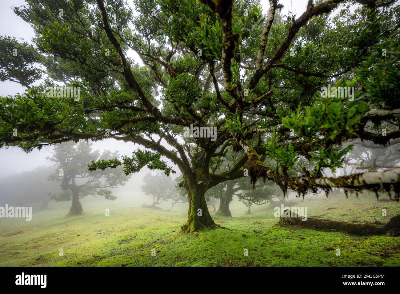 Stinkwood (Ocotea foetens) overgrown with moss and plants in the mist ...