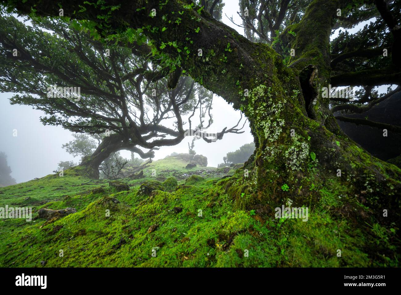 Stinkwood (Ocotea foetens) overgrown with moss and plants in the mist ...