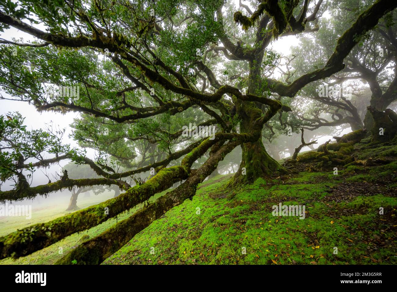Stinkwood (Ocotea foetens) overgrown with moss and plants in the mist ...