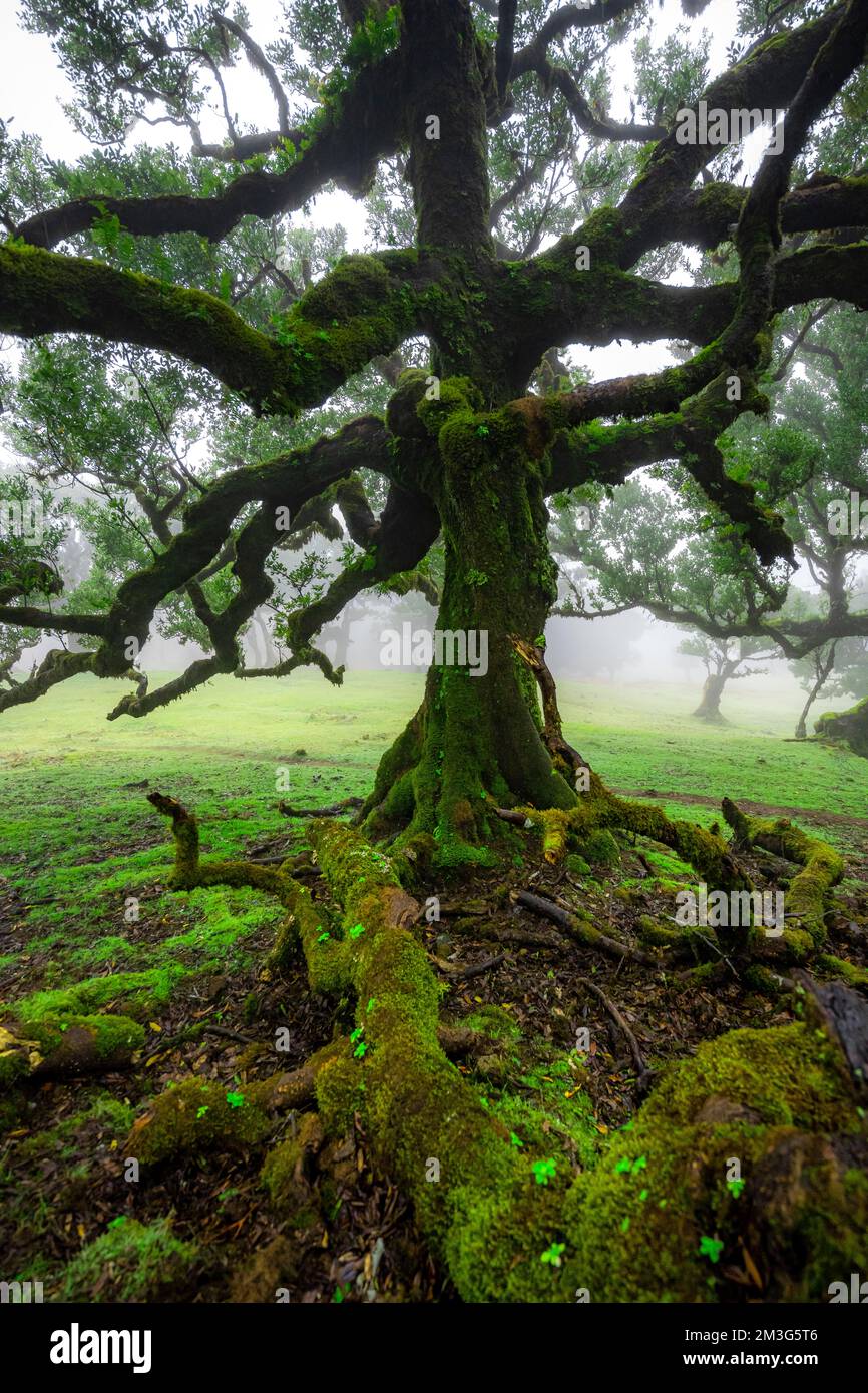 Stinkwood (Ocotea foetens) overgrown with moss and plants in the mist ...
