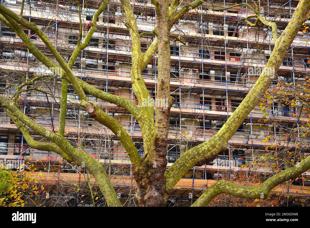 Branches and scaffolding Stock Photo - Alamy